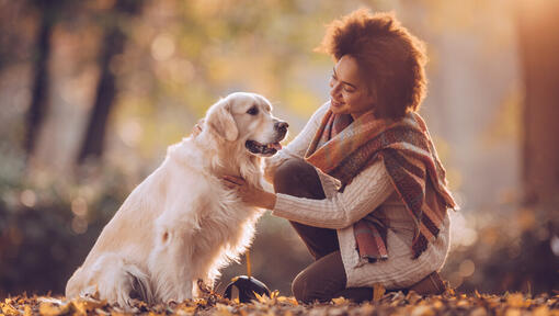 Golden Retriever Carattere Razza Salute E Alimentazione Purina